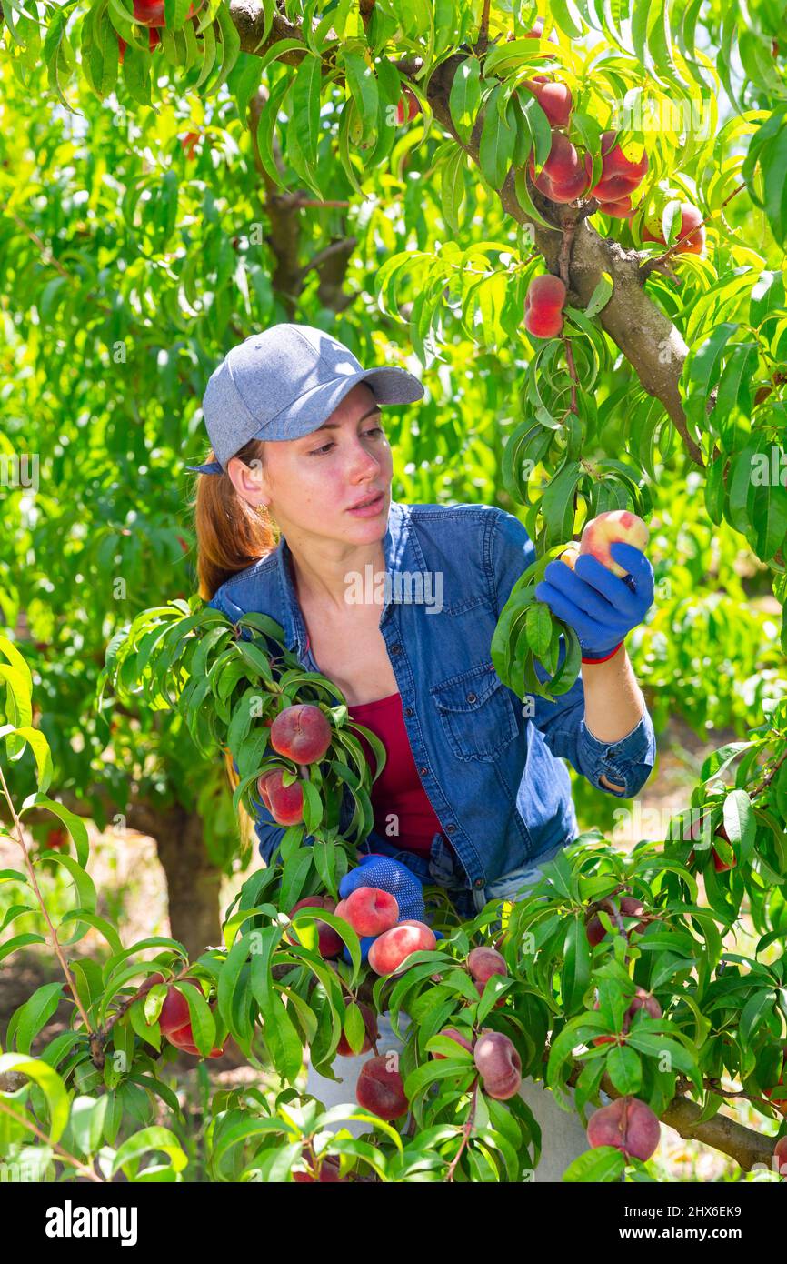 Young farmer woman plucks fig peaches from a tree Stock Photo - Alamy