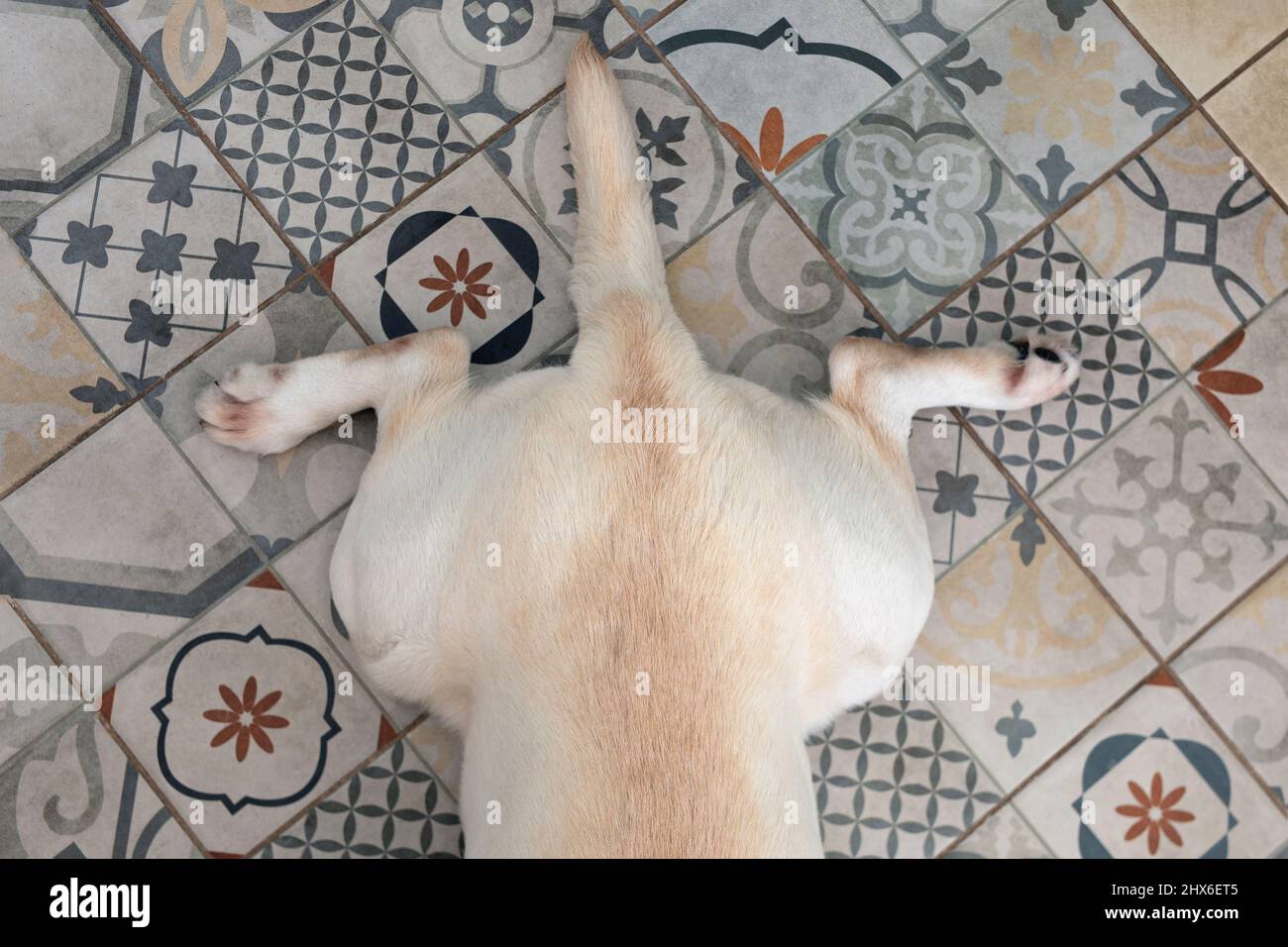 Rear view cute labrador retriever hi-res stock photography and images ...