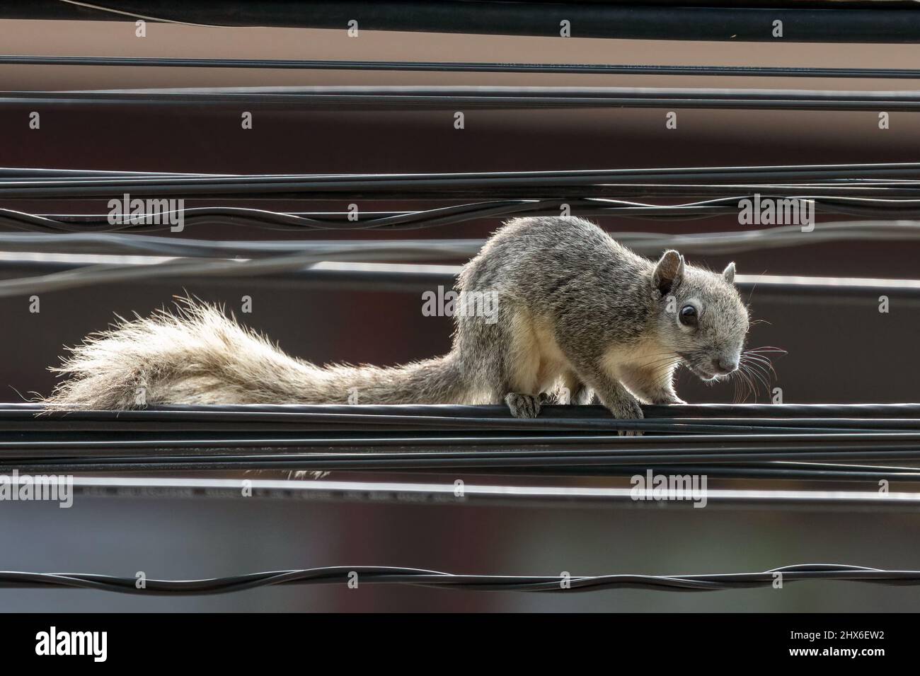 Close up Squirrel on The Electric Wire Stock Photo - Alamy