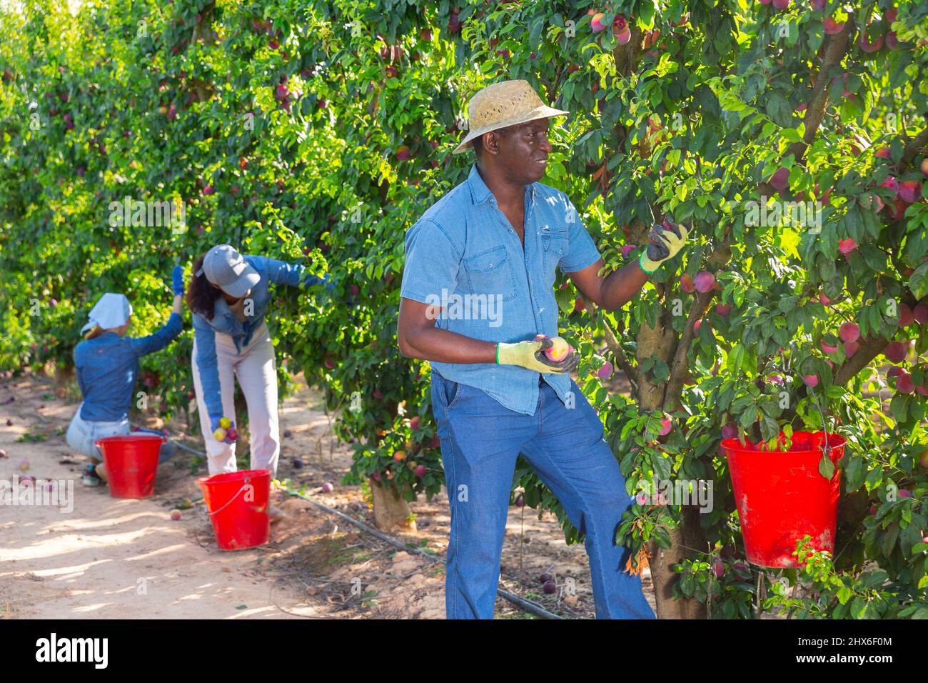 Plantation workers picking plums Stock Photo - Alamy