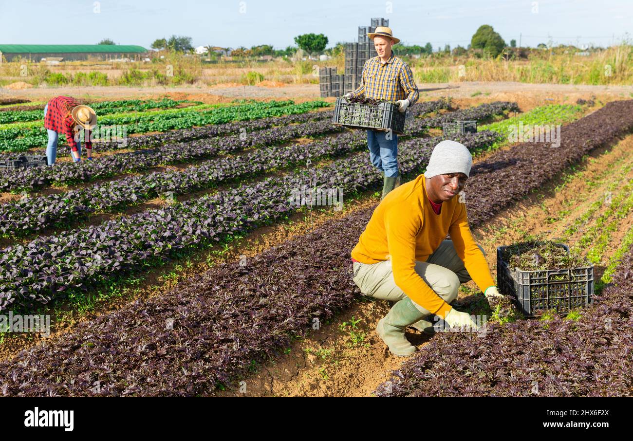 Afro american farm worker picking harvest of red mizuna Stock Photo - Alamy
