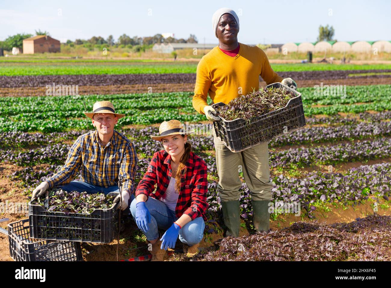 Three farmers posing on leaf vegetables field Stock Photo - Alamy