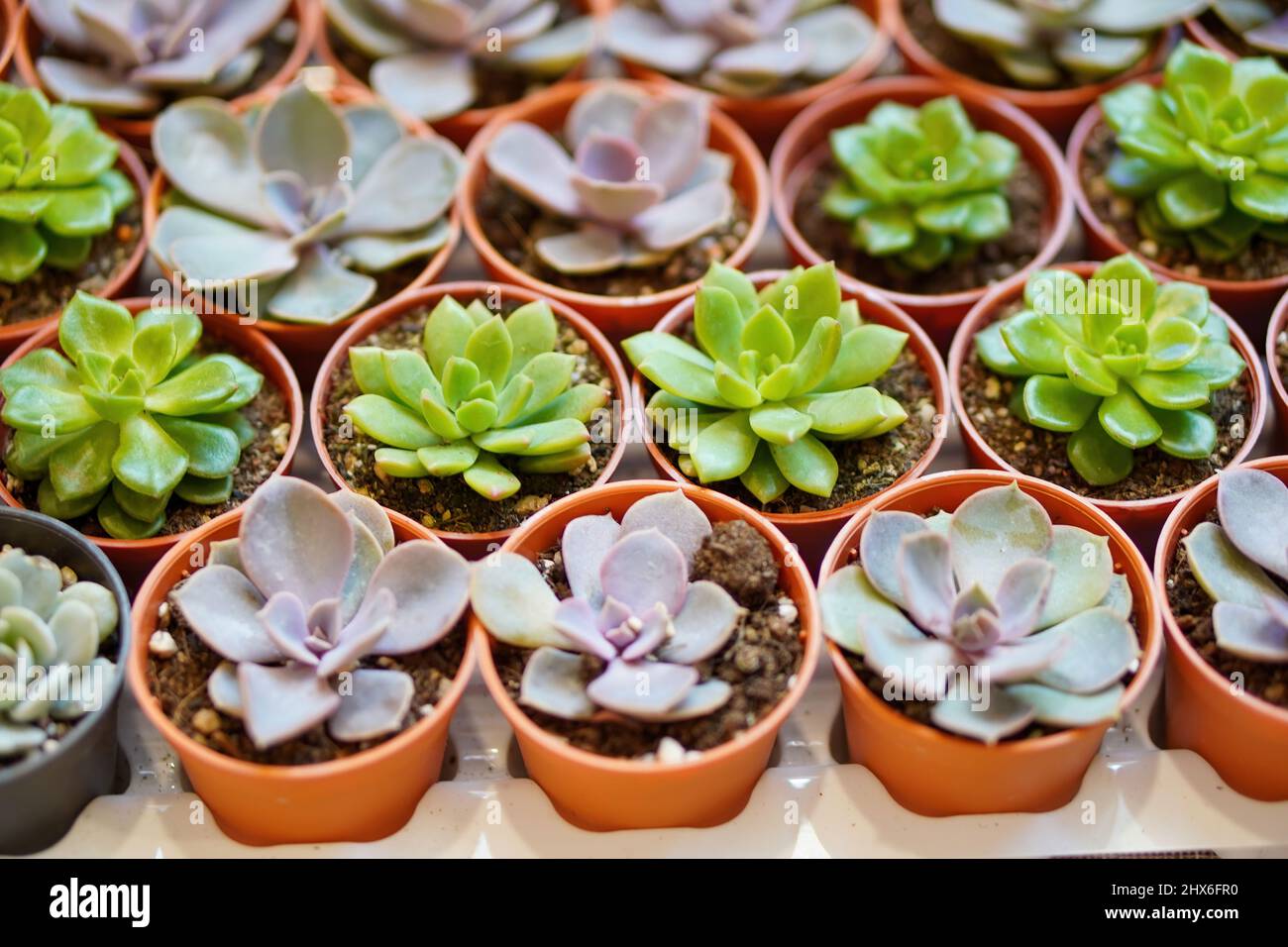 Close up row of succulents plant in pot Stock Photo - Alamy