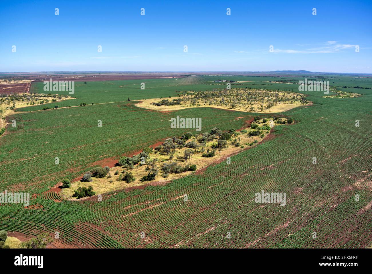 Aerial of broadacre crop sorgum next to the Peak Downs Highway near ...