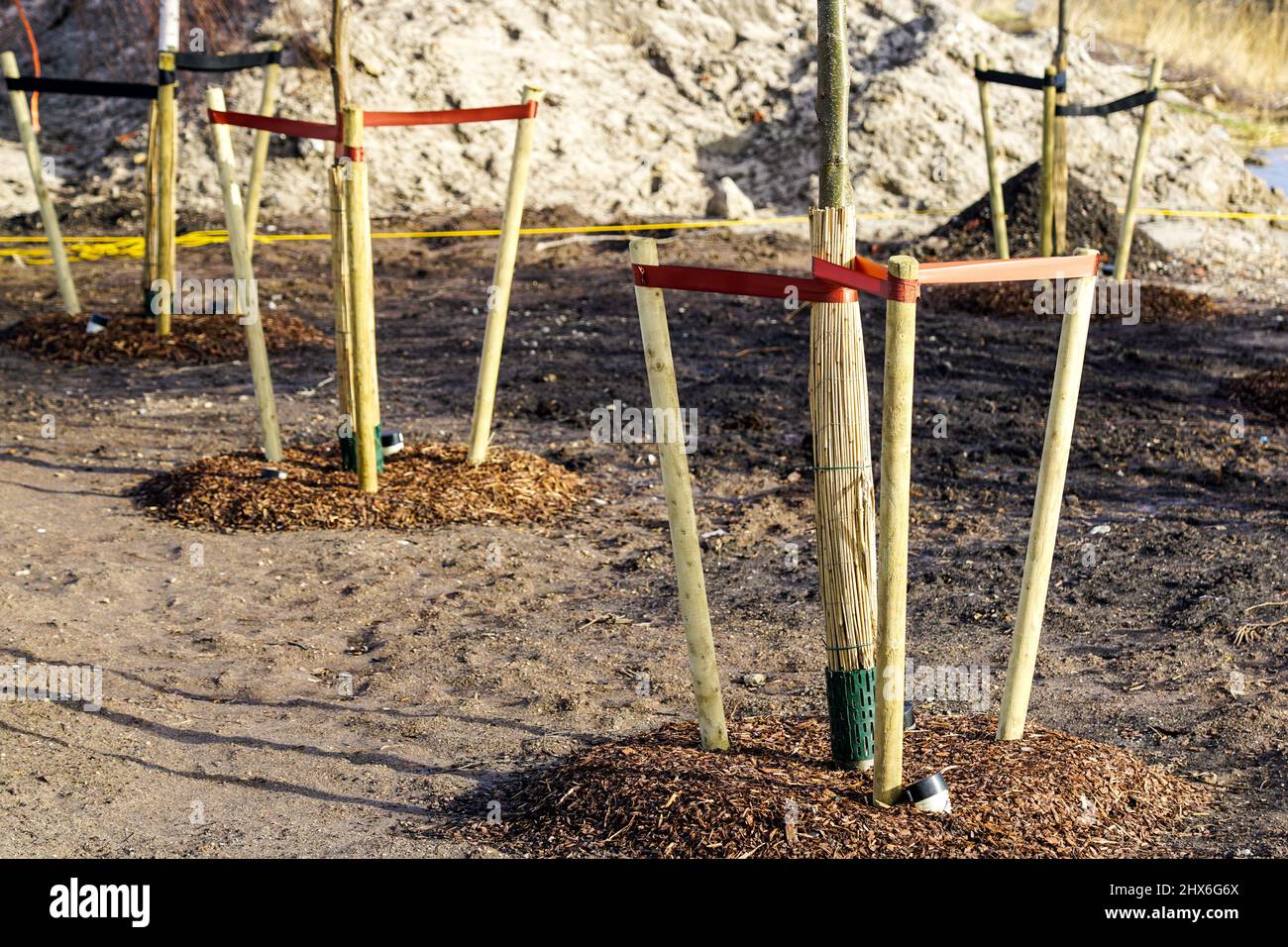 improvement of the city infrastructure, newly planted trees at roadside ...