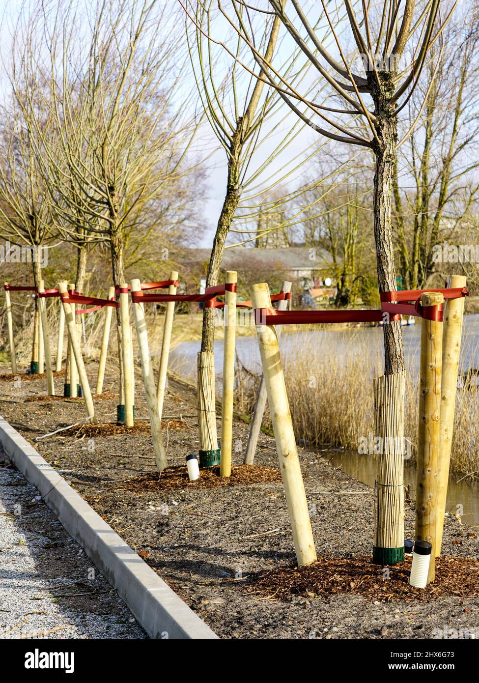improvement of the city infrastructure, newly planted trees at roadside ...