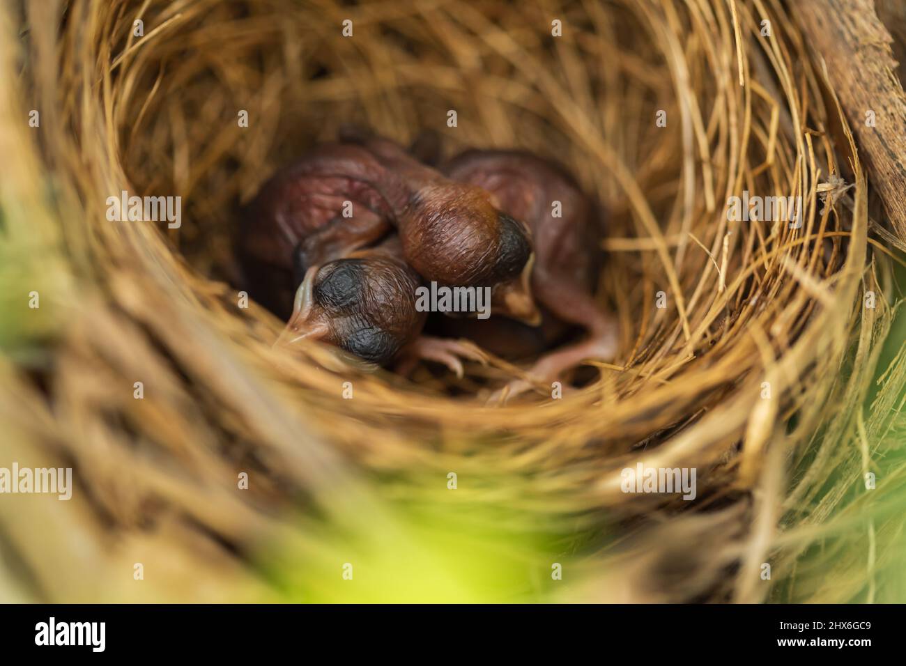 close up baby bird resting in a nest on a tree branch Stock Photo - Alamy