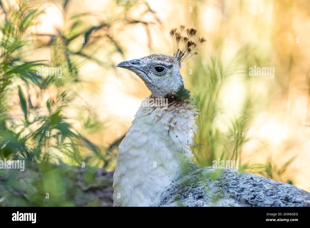 A shimmering White Peacock in Tucson, Arizona Stock Photo - Alamy