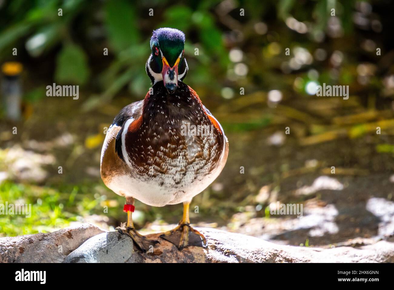 Drake az hi-res stock photography and images - Alamy