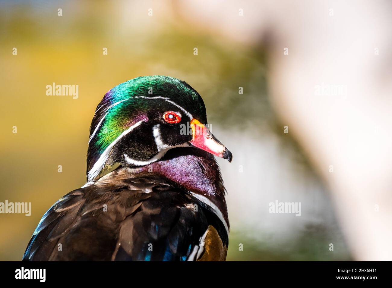 Drake arizona hi-res stock photography and images - Alamy