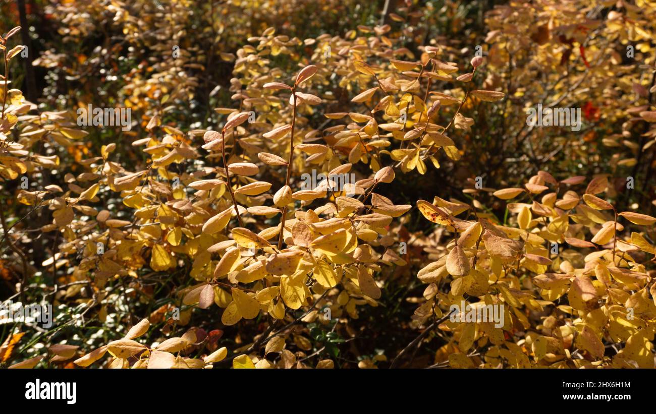 Yellow autumn lingonberry bush in the forest. Close up. Real plants in ...