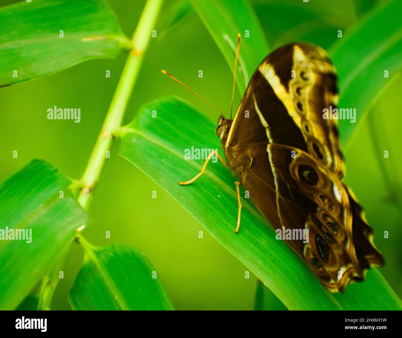 Lethe europa hi-res stock photography and images - Alamy