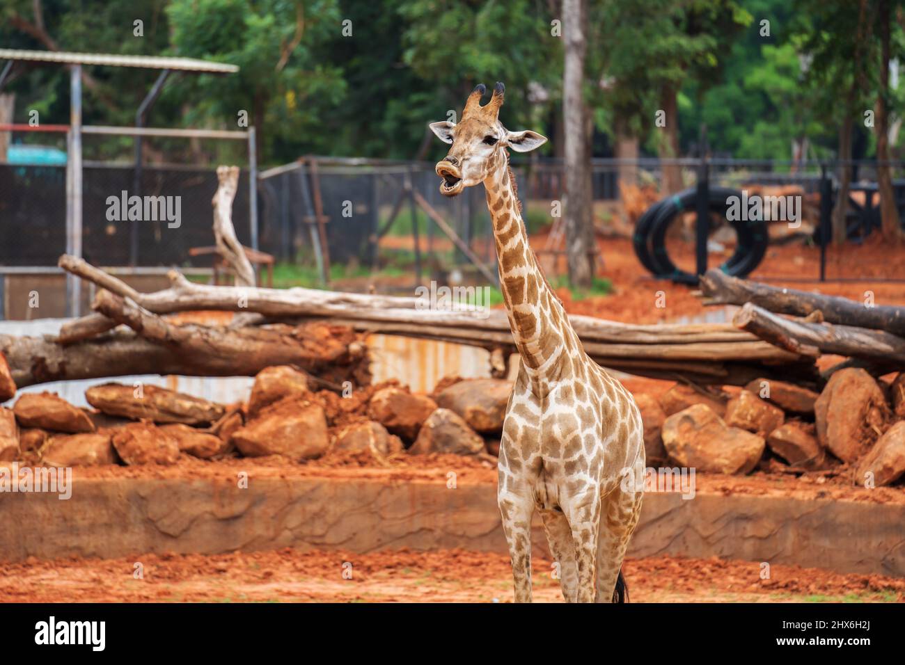 giraffe (giraffa camelopardalis) standing on the ground Stock Photo - Alamy