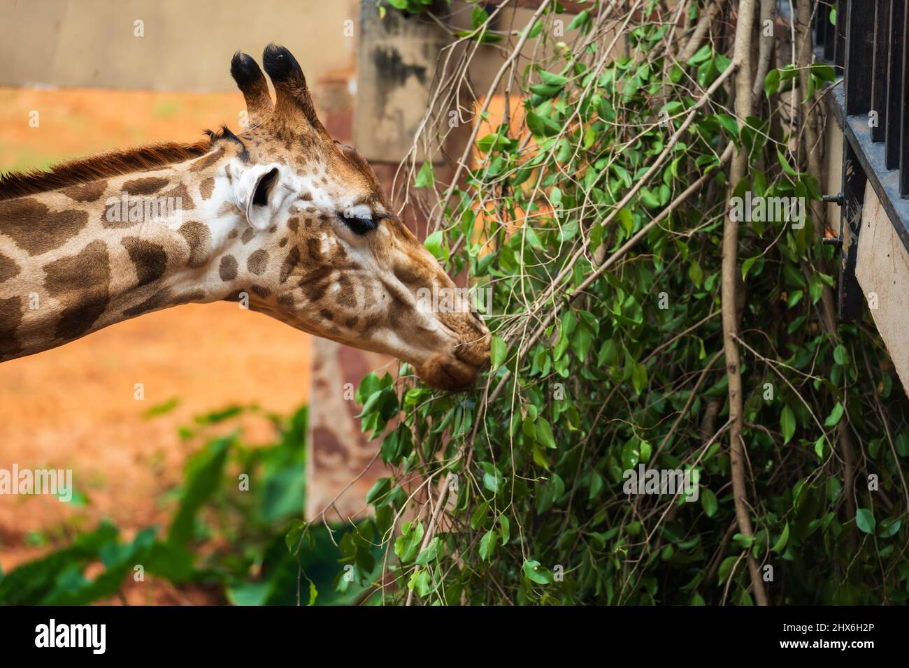 Funny looking giraffe eating hi-res stock photography and images - Alamy