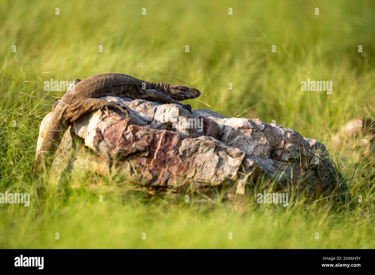 monitor lizard or bengal monitor or common indian monitor or varanus ...