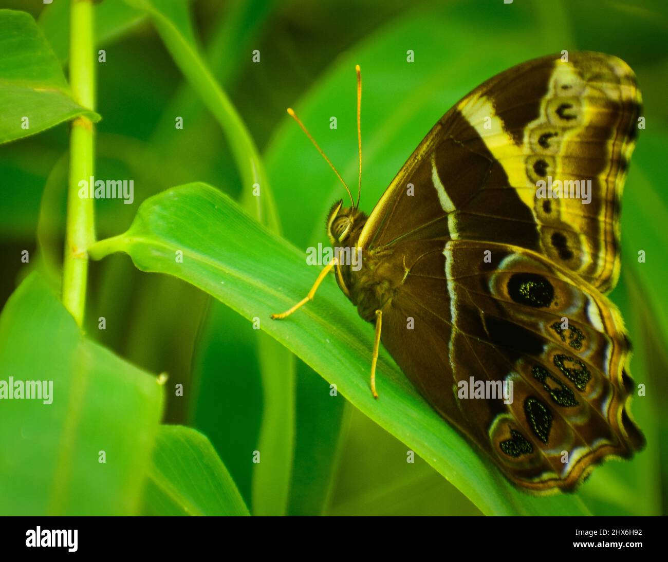 beautiful butterfly on green leaf. Bamboo treebrown ( Lethe europa ...