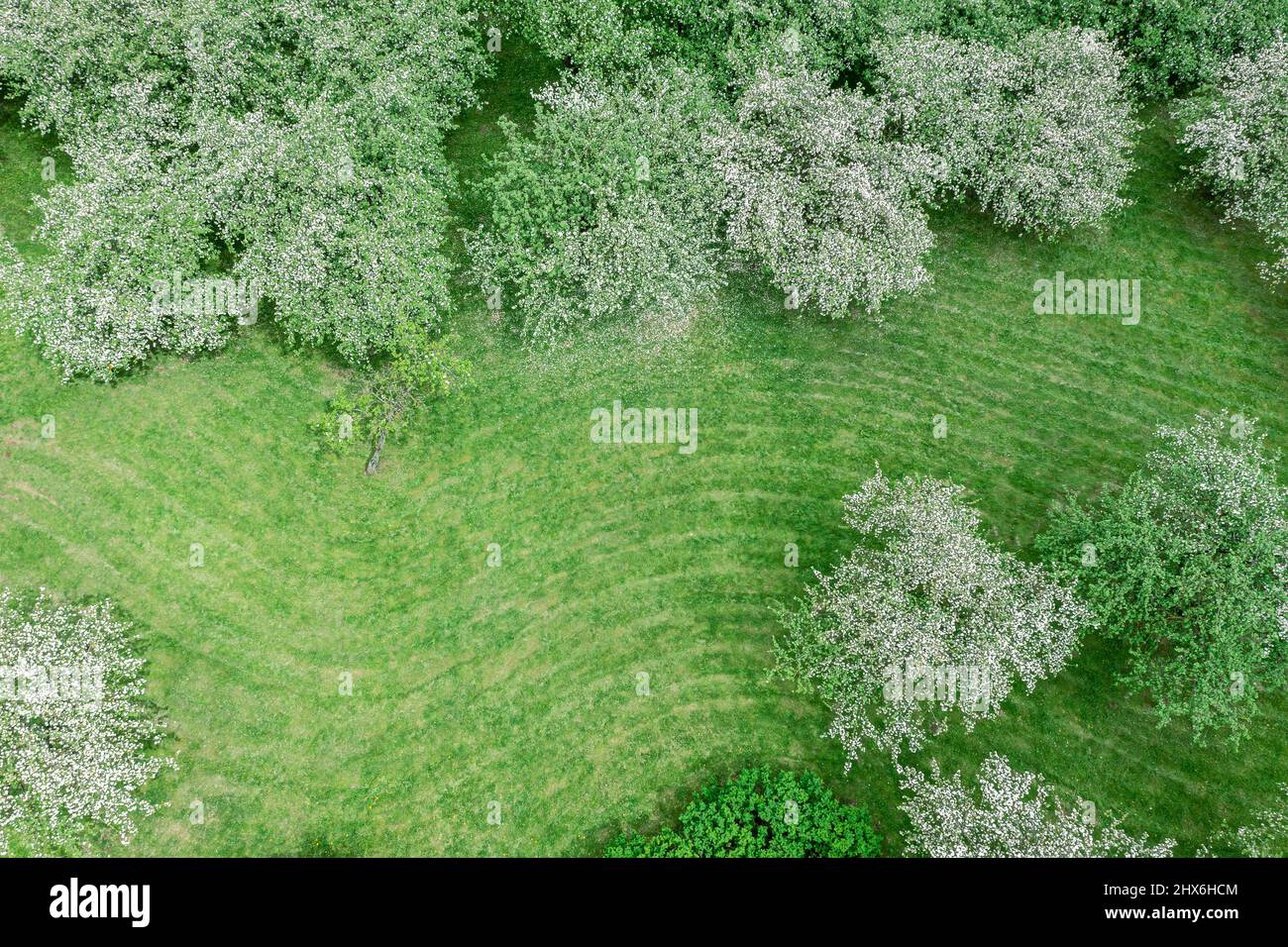 Aerial view apple orchard in hi-res stock photography and images - Alamy