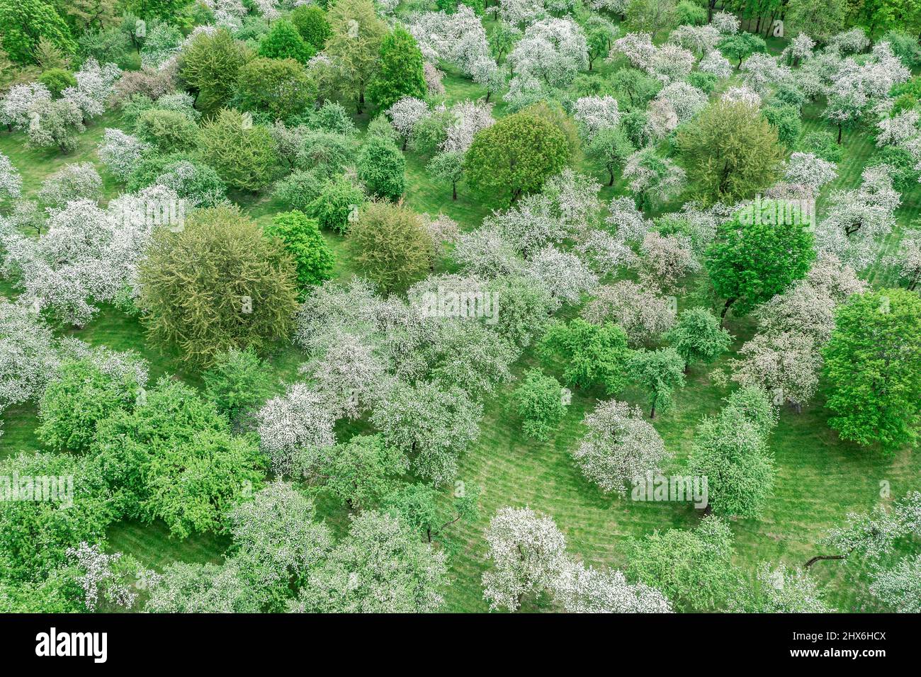 aerial view of flowering fruit trees in apple orchard. spring scenery ...