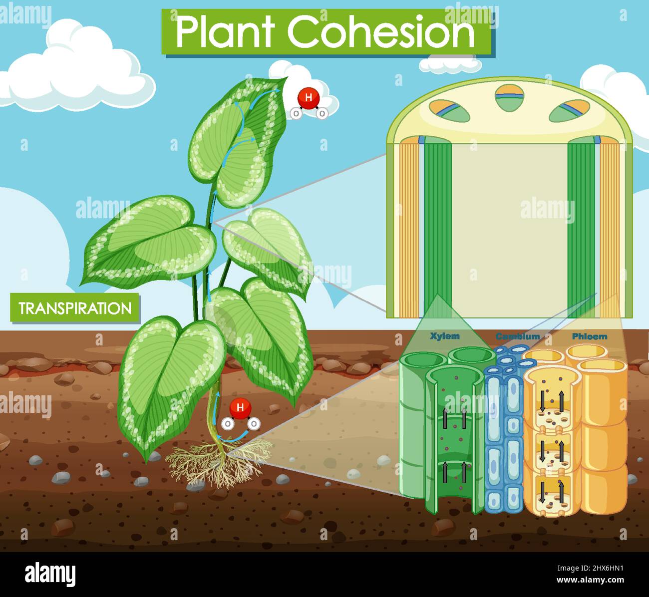 Diagram showing plant cohesion illustration Stock Vector Image & Art ...