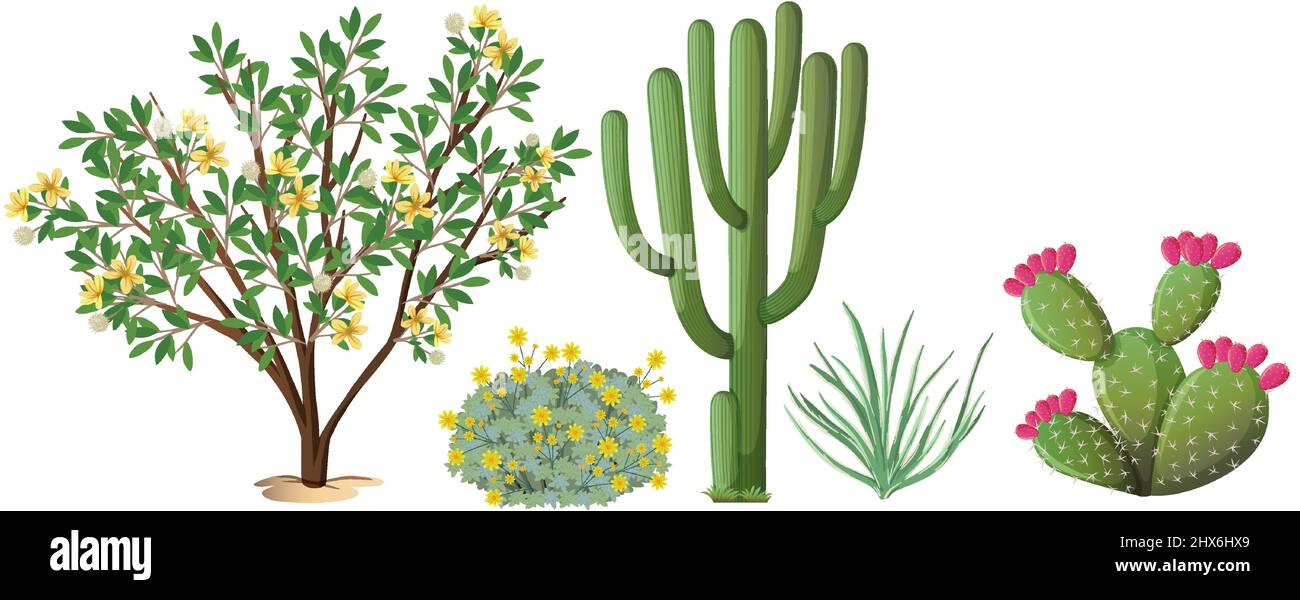 Different types trees illustration Cut Out Stock Images & Pictures - Alamy