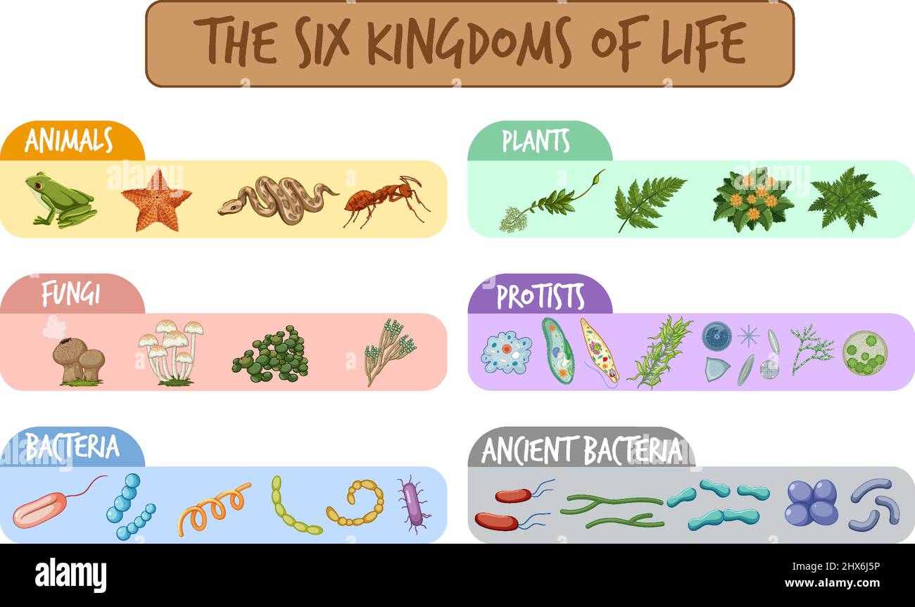 Diagram showing six kingdoms of life illustration Stock Vector Image ...