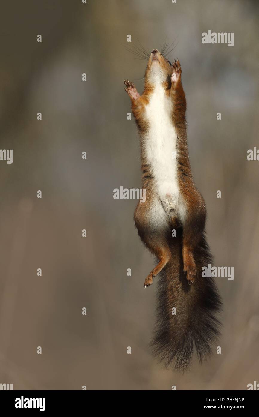 Red squirrel branch summer running hi-res stock photography and images ...