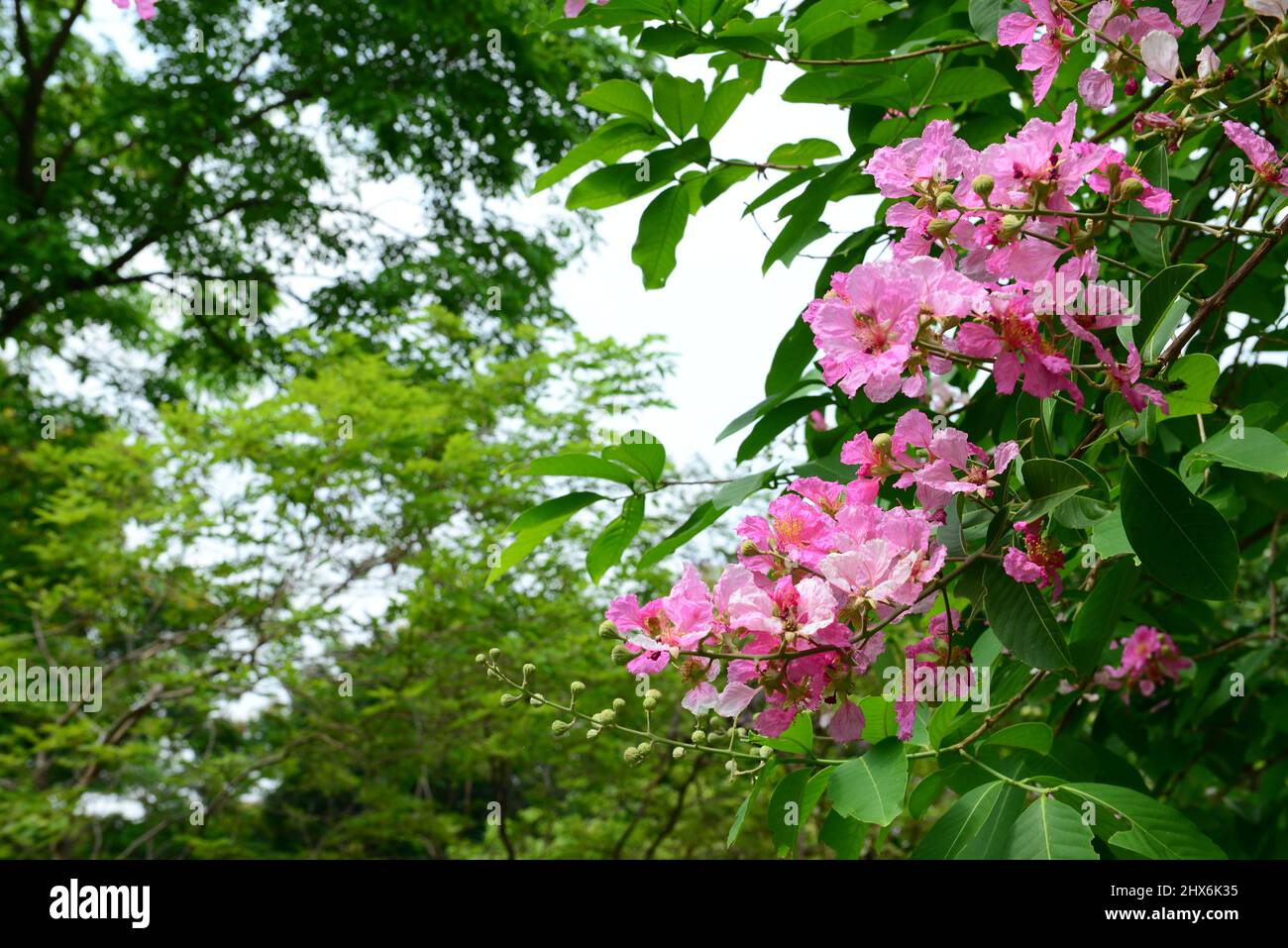 Lagerstroemia lagerstroemia speciosa lythraceae tree hi-res stock ...