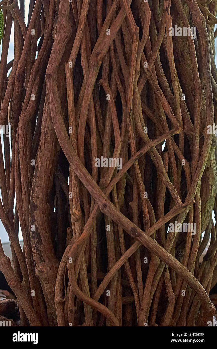 Plant intertwined in trunks hi-res stock photography and images - Alamy