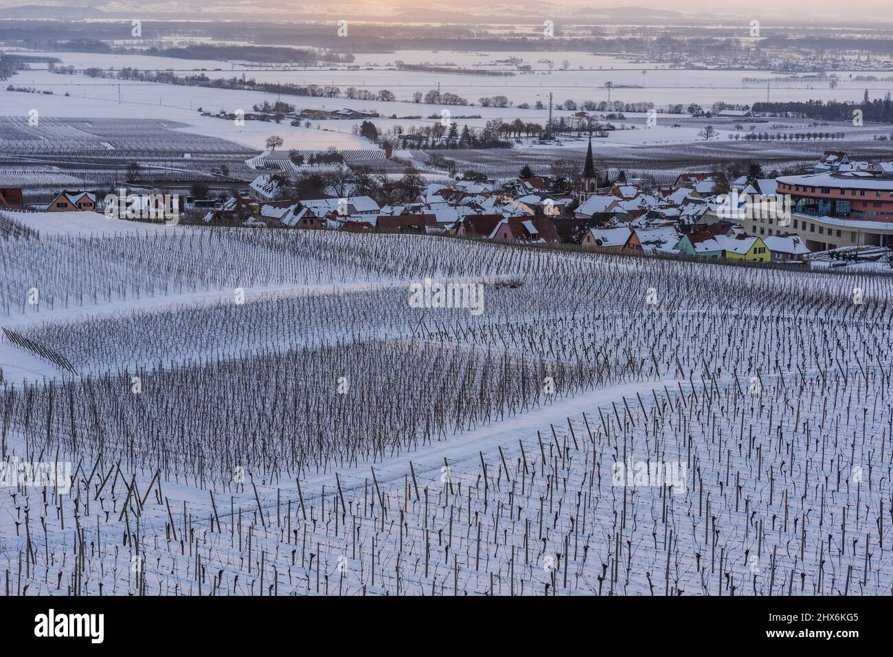 FRANCE, Alsace, Haut-Rhin (68), Rorschwihr vineyard under the snow in ...