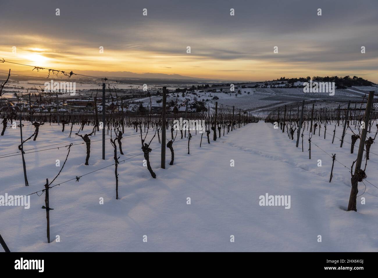 FRANCE, Alsace, Haut-Rhin (68), Rorschwihr vineyard under the snow in ...