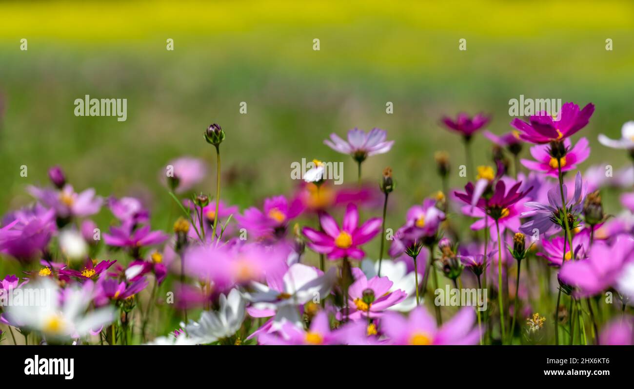 Galsang flower hi-res stock photography and images - Alamy