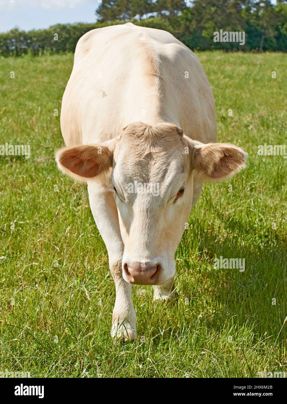 White cows - all white. White cows standing in farm pasture Stock Photo ...