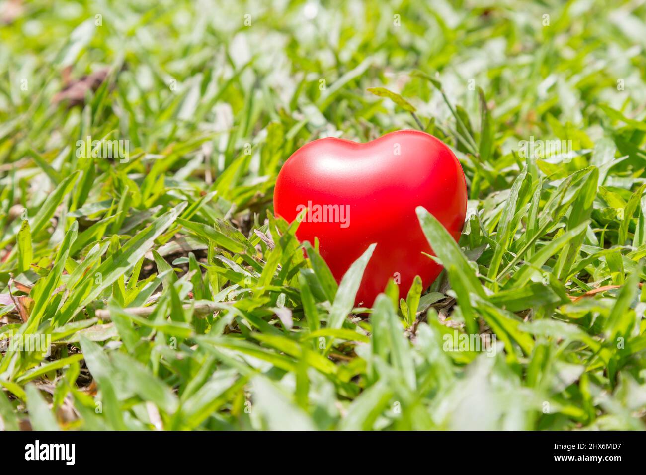 Red heart on green grass nackbround Stock Photo - Alamy