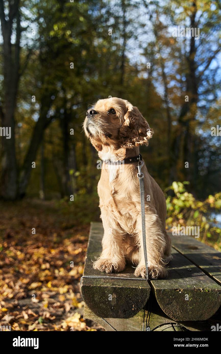 Cocker spaniel in competition hi-res stock photography and images - Alamy