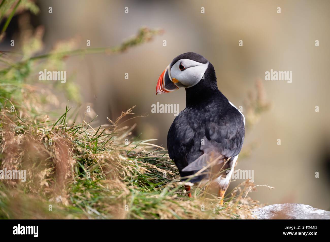 The atlantic puffin lives on the ocean and comes for nesting and ...