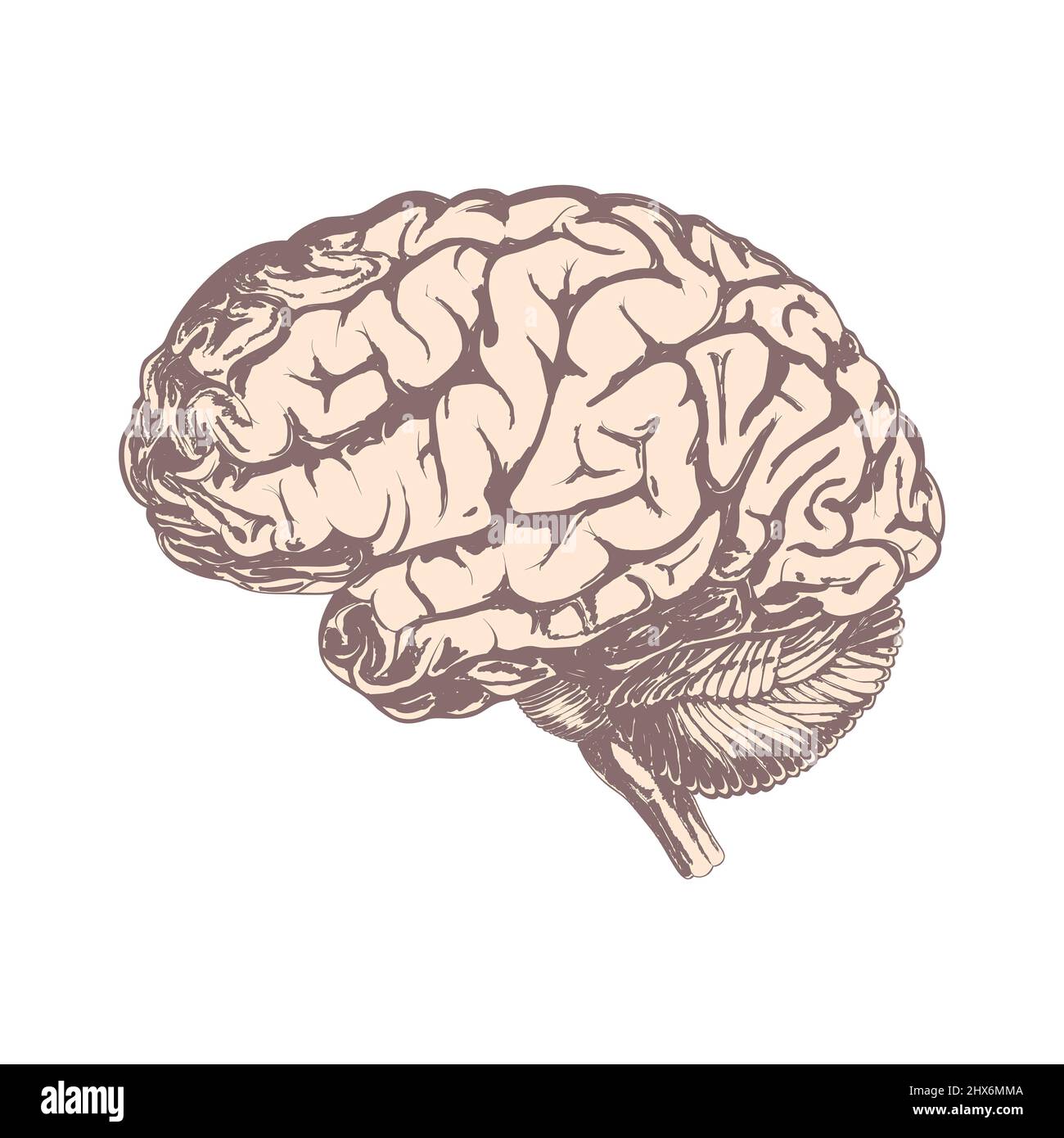 Human brain hand-drawn in brown tones. Isolated on white background ...