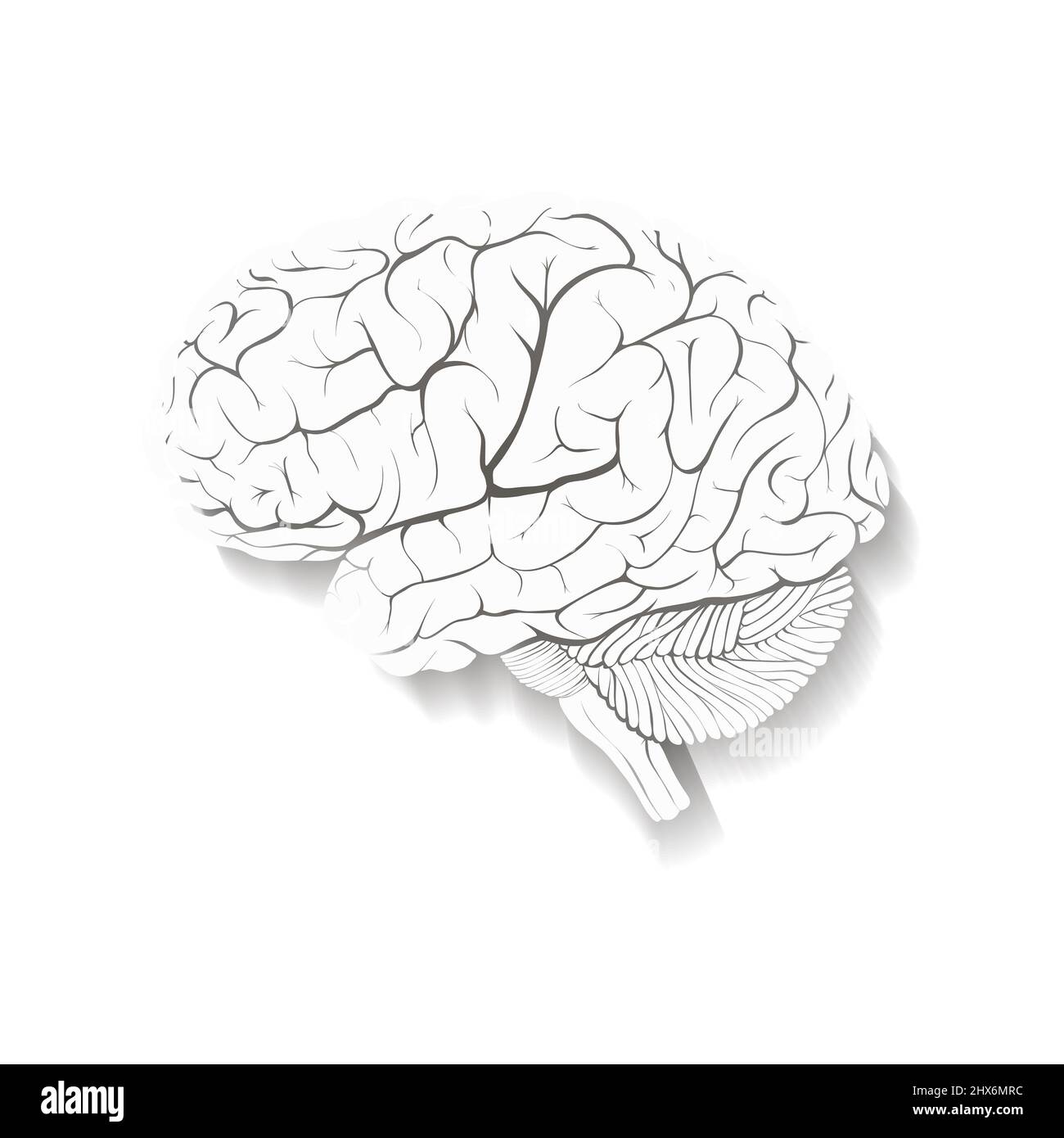Human brain composed of paper with a shadow. Isolated on white ...