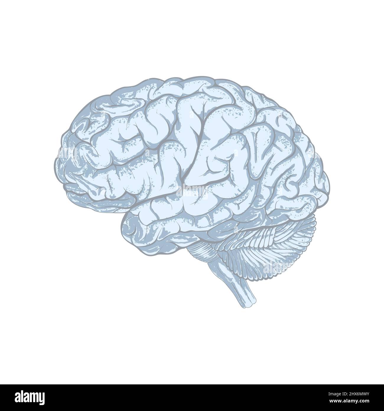 Sketchy style human brain abstract. Isolated on white background ...