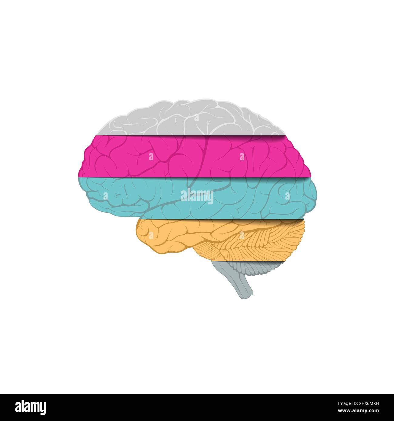 Human brain consists of strips of multicolored paper. Isolated on white ...