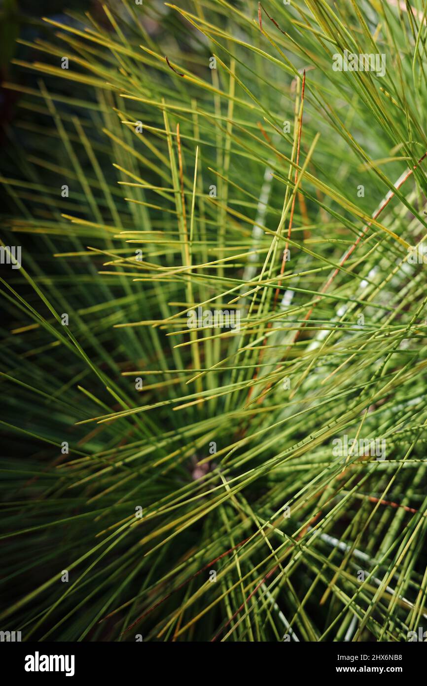 Close focus on green leaves of pine tree with thin and sharp shape in ...