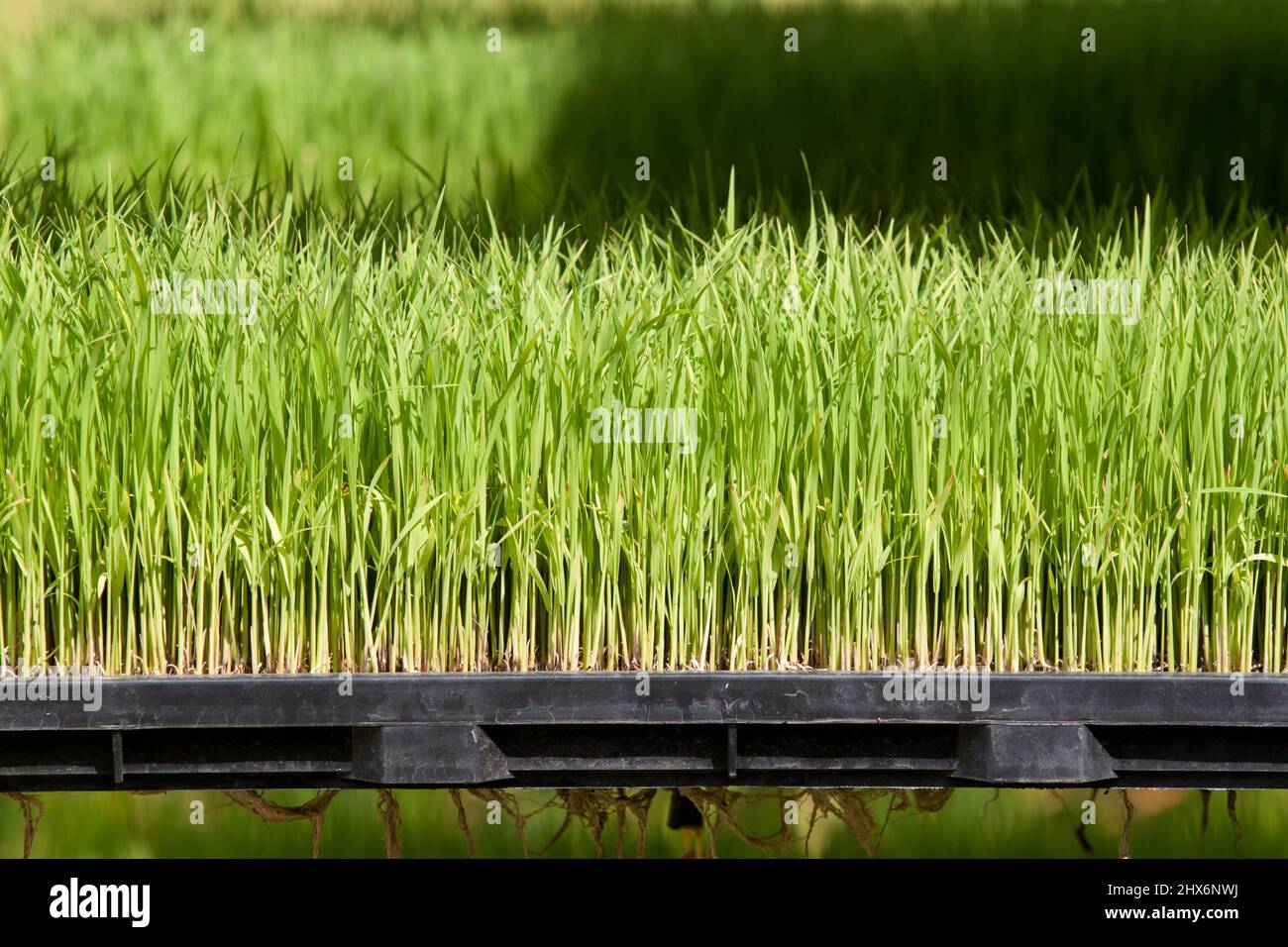 Rice planter machine hi-res stock photography and images - Alamy