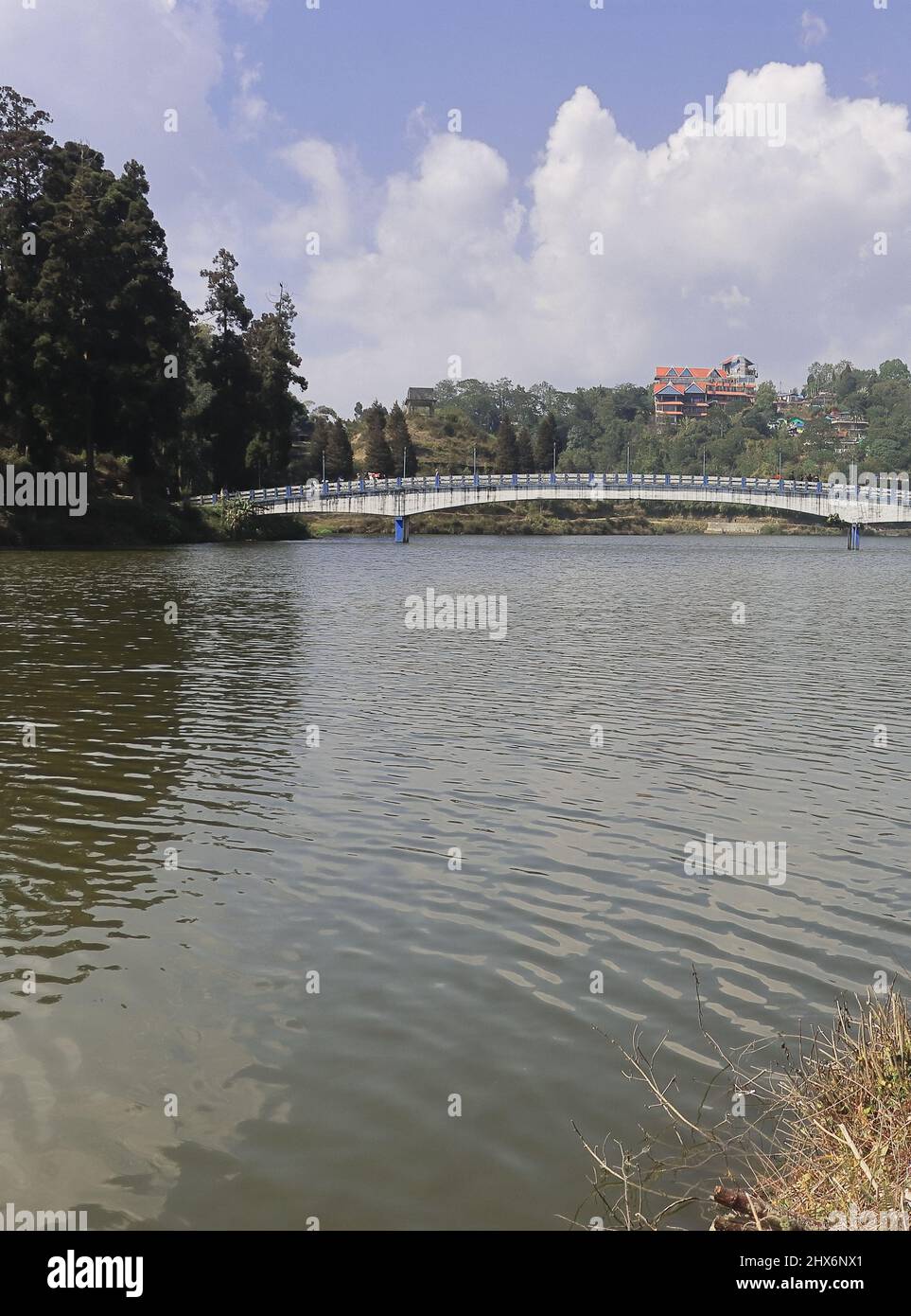 scenic mirik lake surrounded by pine forest at mirik hill station near ...