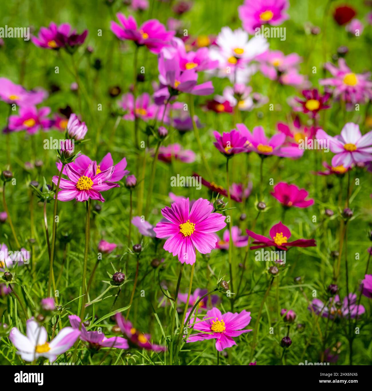 Beautiful cosmos flower hi-res stock photography and images - Alamy
