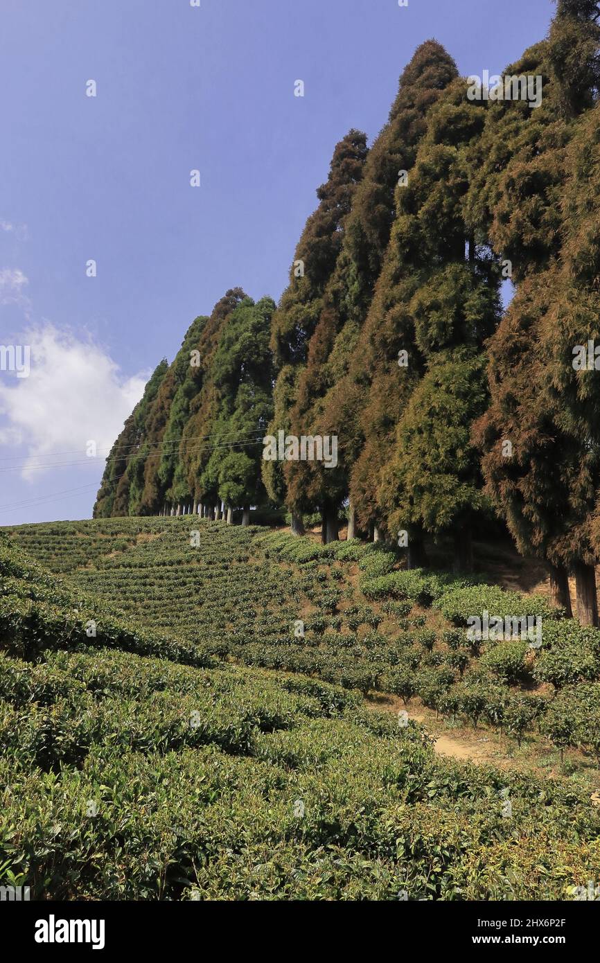 scenic view of green gopaldhara tea garden at mirik near darjeeling ...