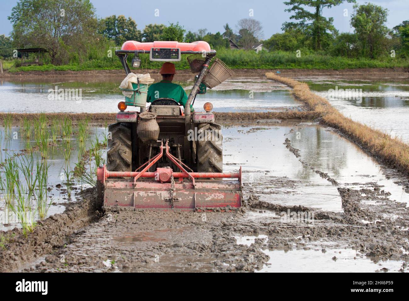 Tractor plowing soil in paddy for prepare planting rice Stock Photo - Alamy