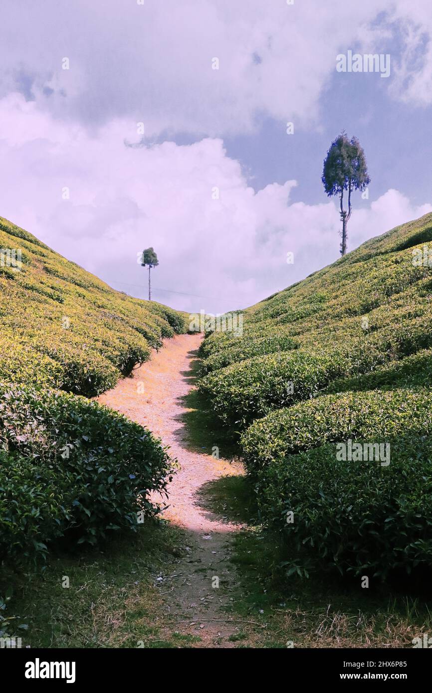 Gopaldhara tea plantation hi-res stock photography and images - Alamy