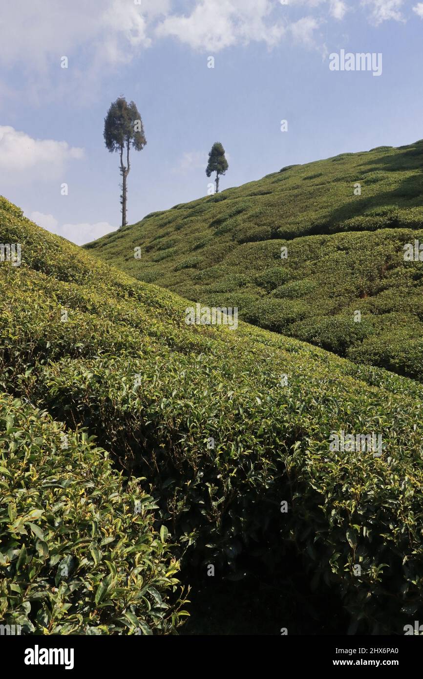 Gopaldhara tea plantation hi-res stock photography and images - Alamy