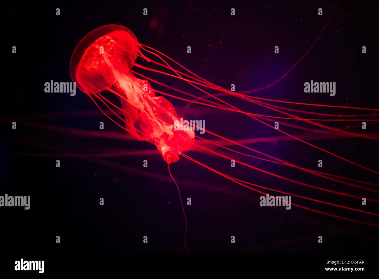 Magical shining jellyfish underwater in the dark. Red jellyfish in the ...
