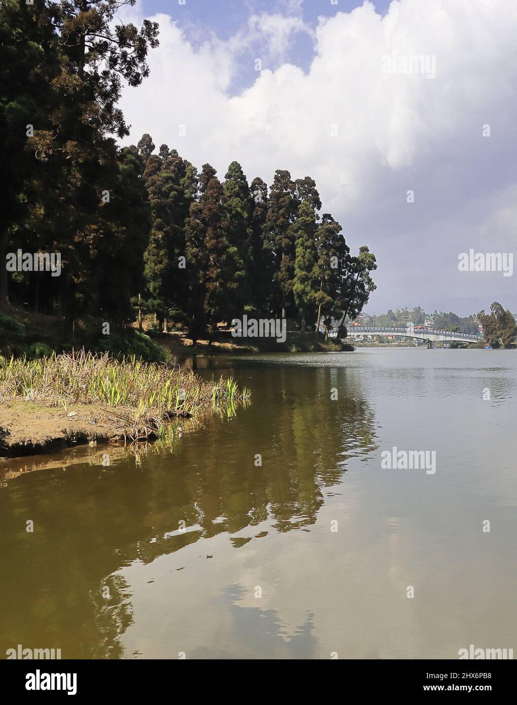 scenic mirik lake surrounded by pine forest at mirik hill station near ...