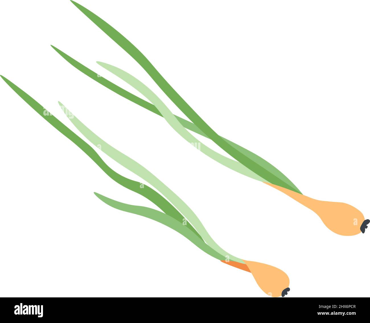 Fresh raw onion spices Stock Vector Images - Alamy